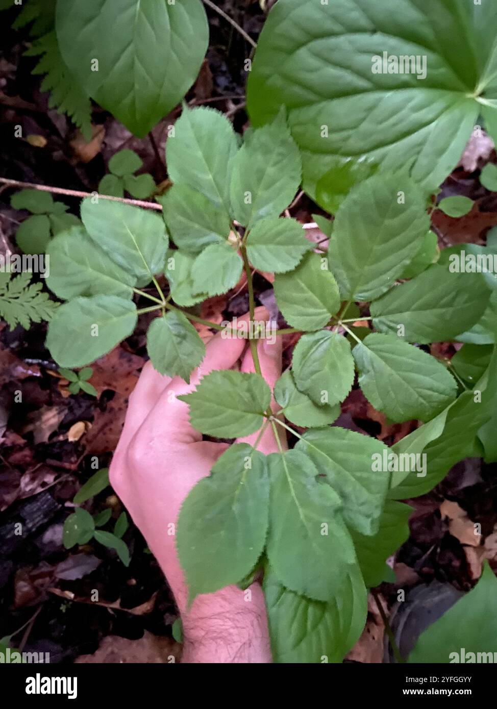 American ginseng (Panax quinquefolius Stock Photo - Alamy