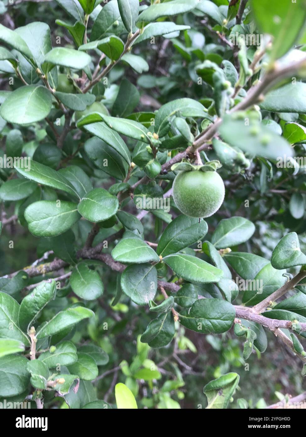 Texas Persimmon (Diospyros texana Stock Photo - Alamy
