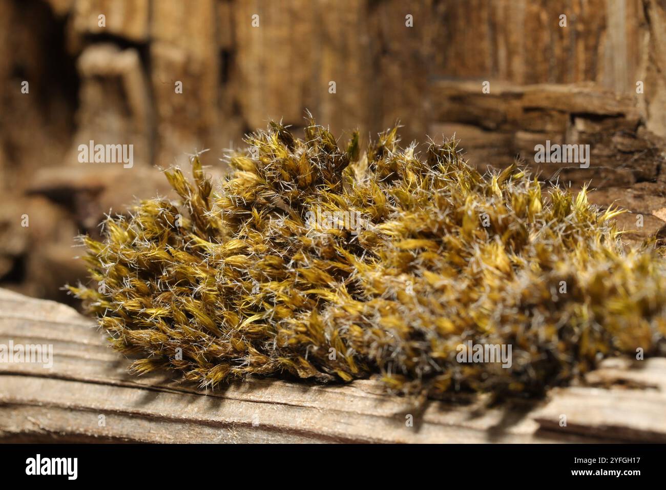 Heath Star-moss (Campylopus introflexus Stock Photo - Alamy