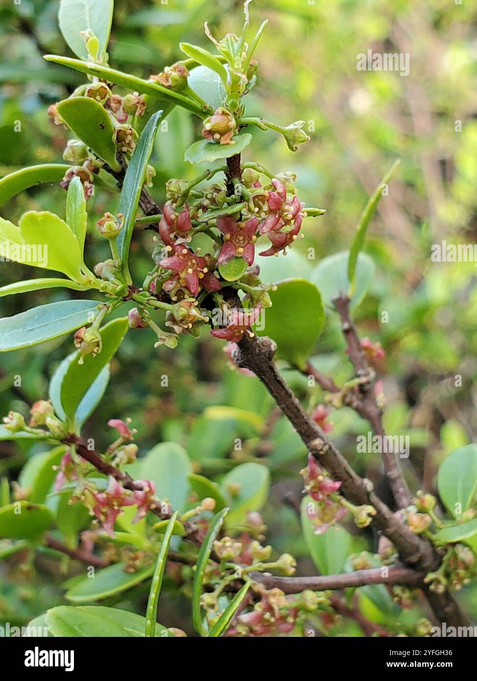 Oregon Boxwood (Paxistima myrsinites Stock Photo - Alamy