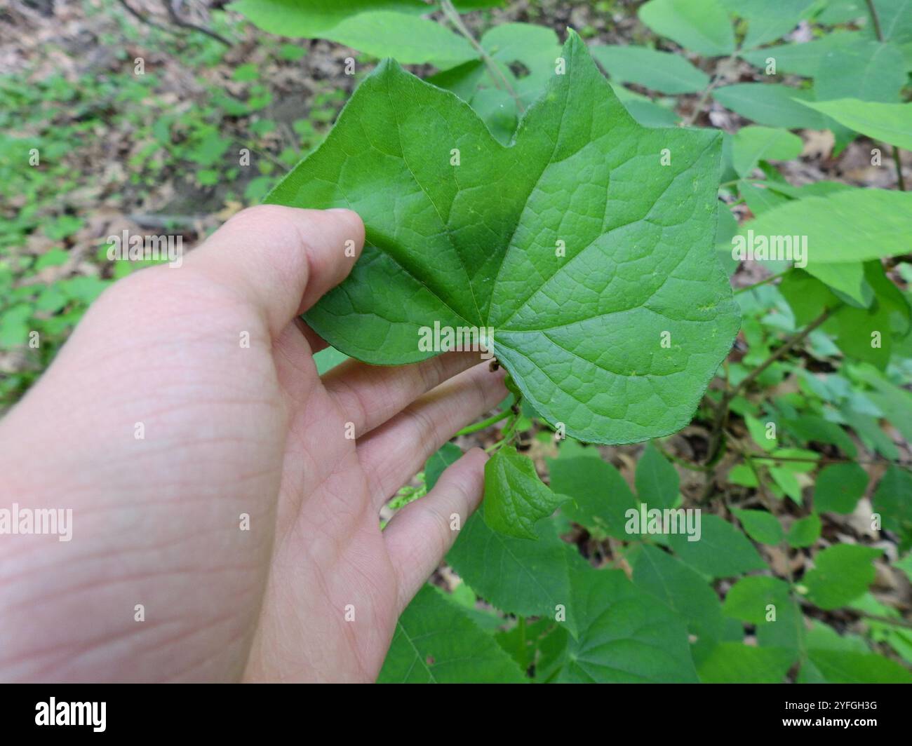 moonseed (Menispermum canadense Stock Photo - Alamy