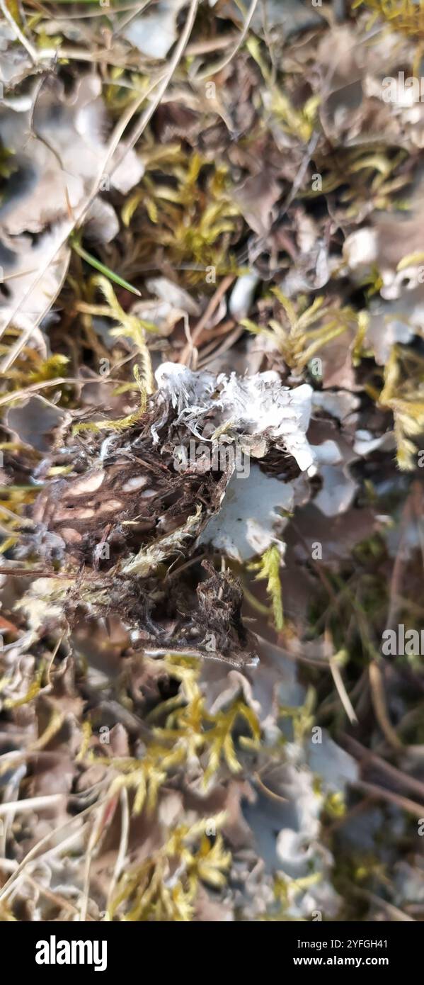 field dog lichen (Peltigera rufescens Stock Photo - Alamy