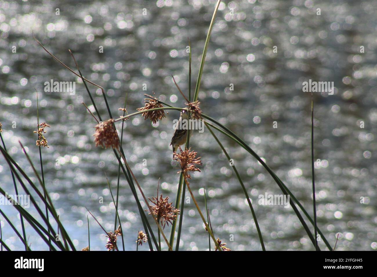Southern Red Bishop (Euplectes orix Stock Photo - Alamy