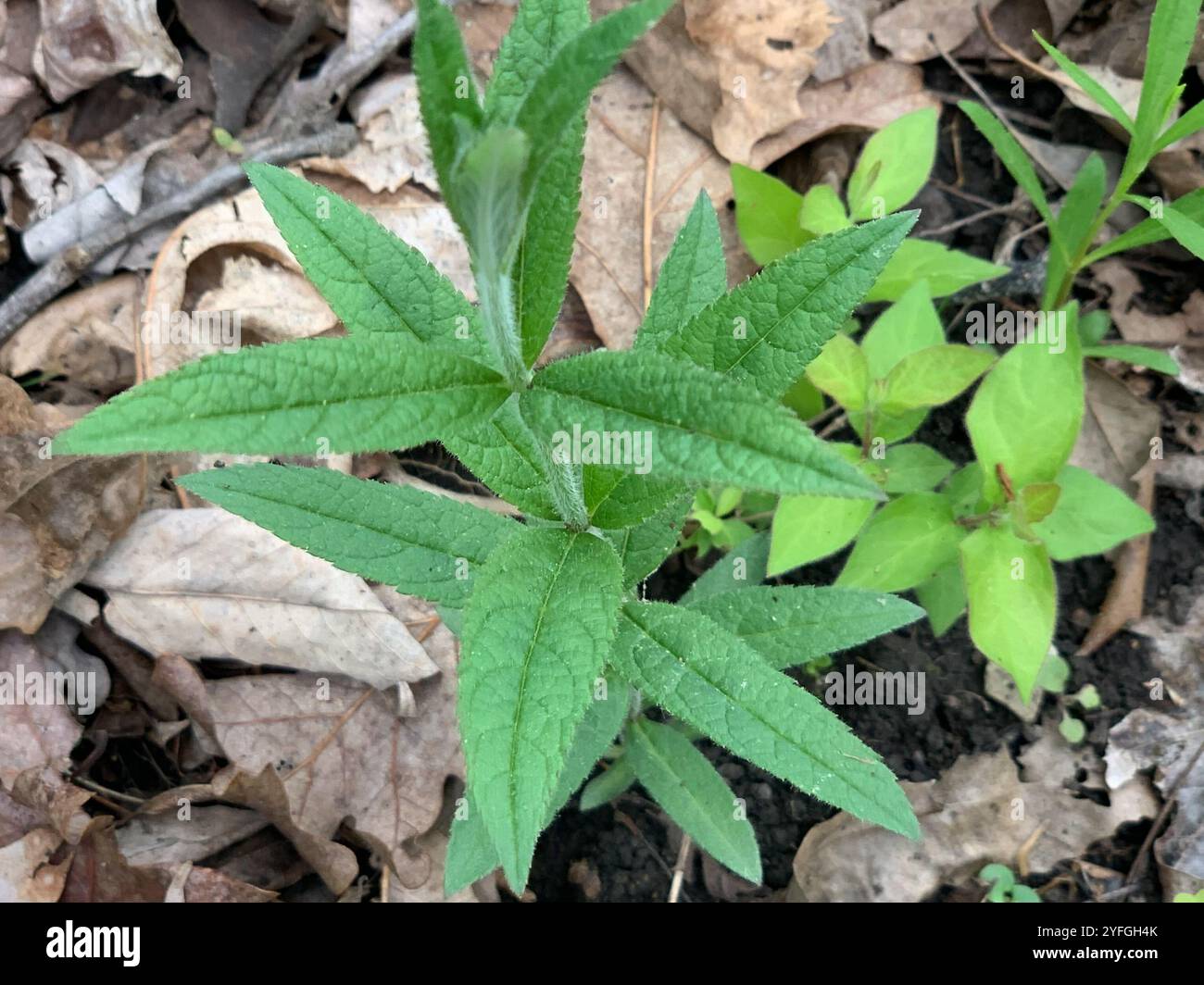 Culver's root (Veronicastrum virginicum Stock Photo - Alamy