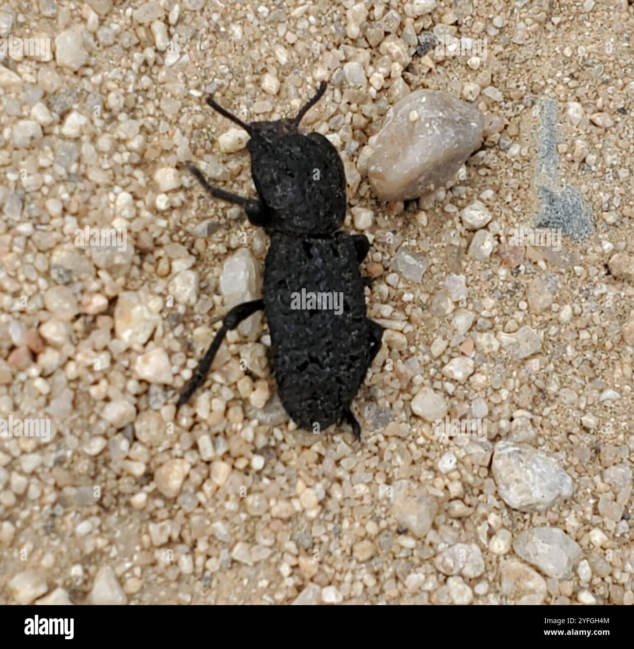 Diabolical Ironclad Beetle (Phloeodes diabolicus Stock Photo - Alamy