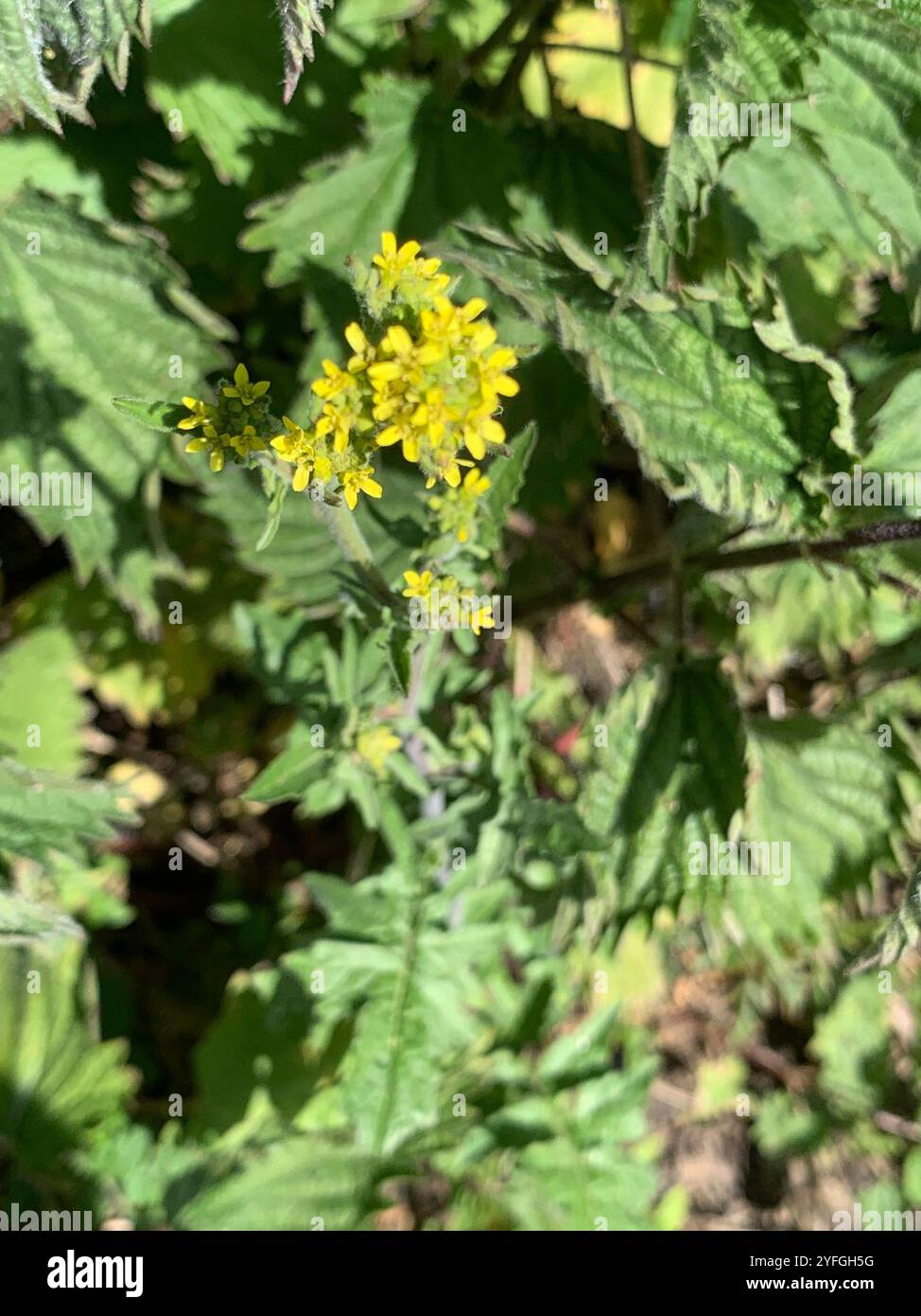Hedge mustard (Sisymbrium officinale Stock Photo - Alamy