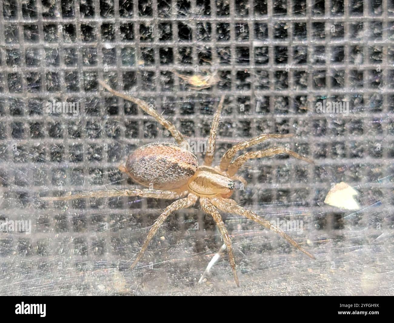 Funnel Weavers (Agelenidae Stock Photo - Alamy
