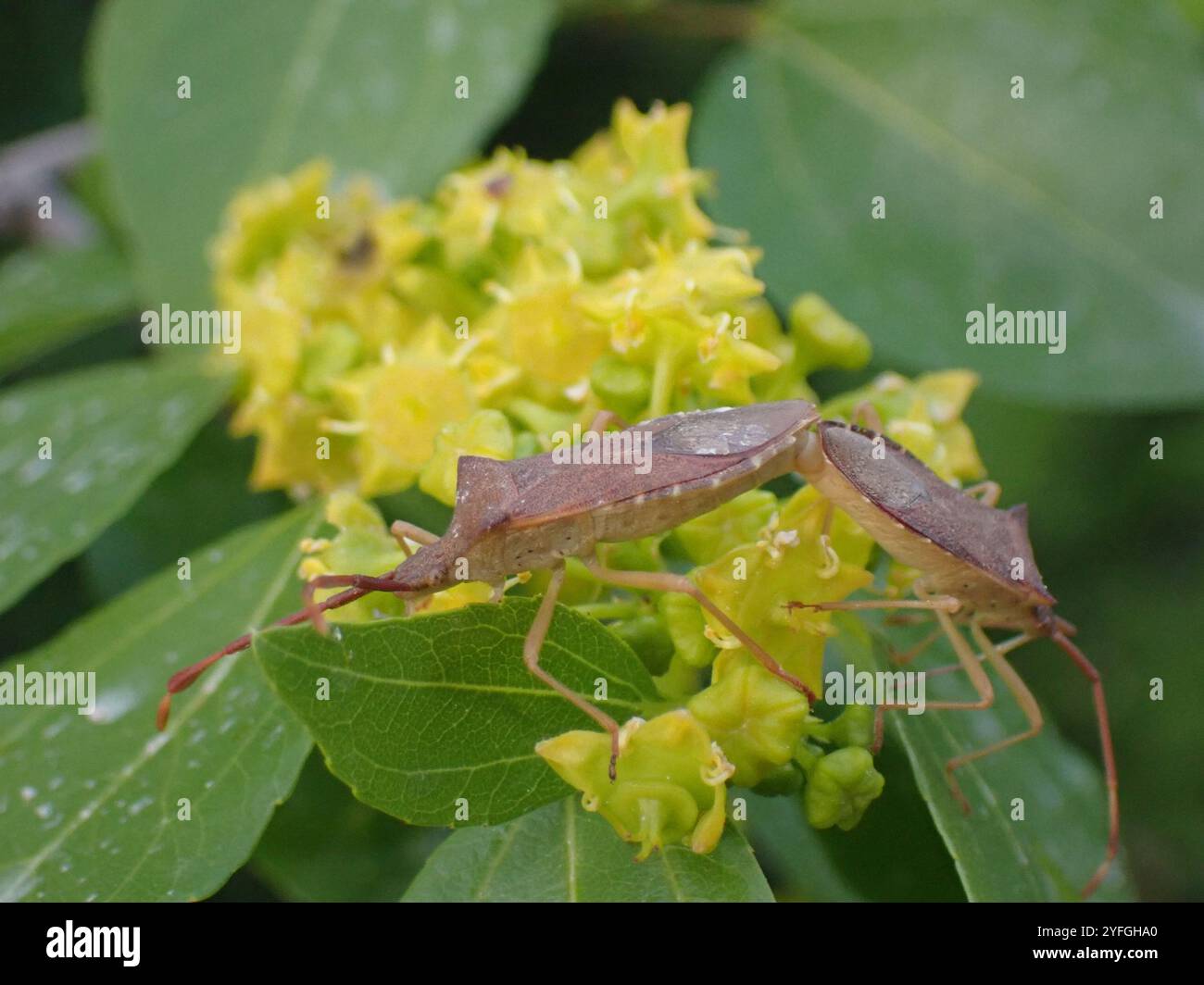 Box Bug (Gonocerus acuteangulatus Stock Photo - Alamy