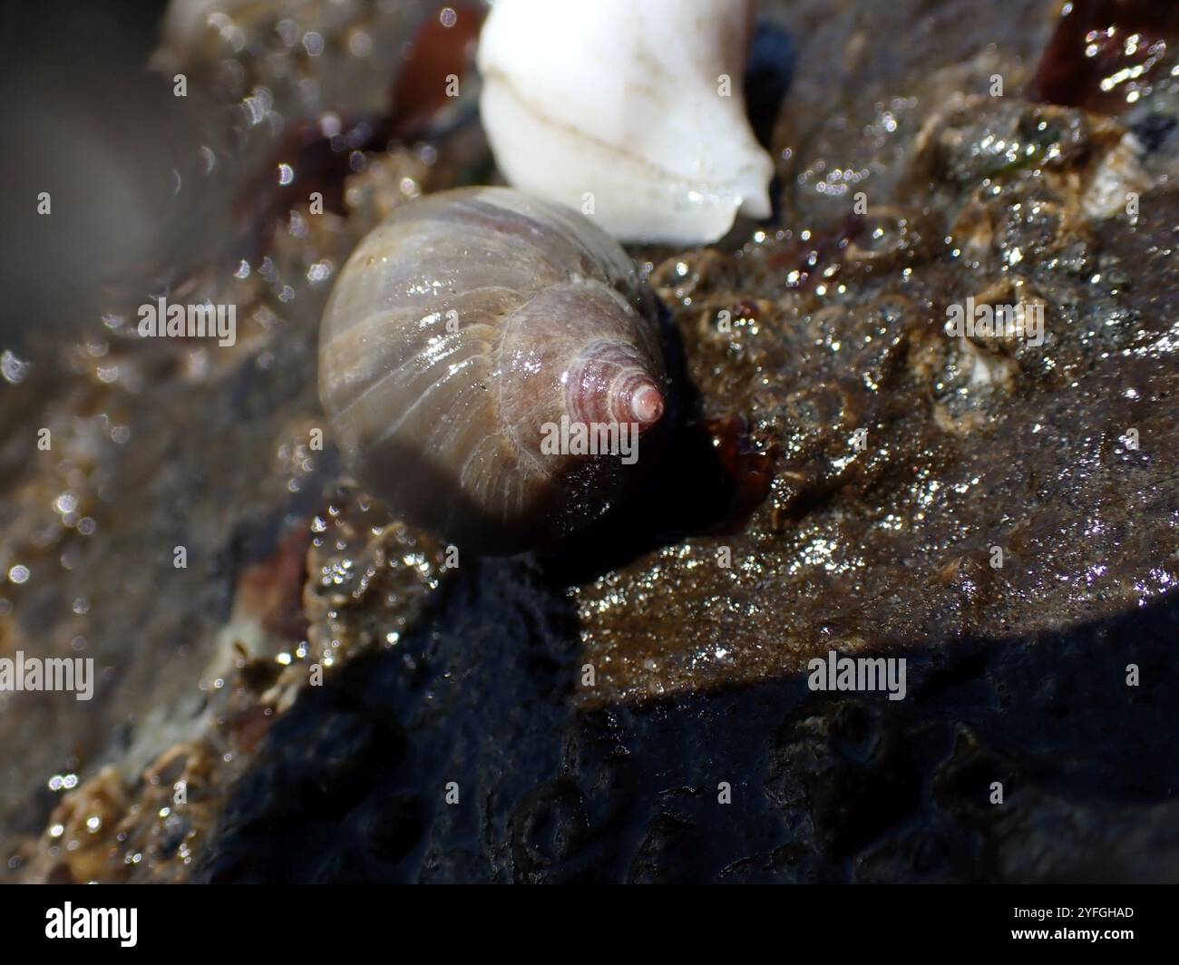 Frilled Dogwinkle (Nucella lamellosa Stock Photo - Alamy