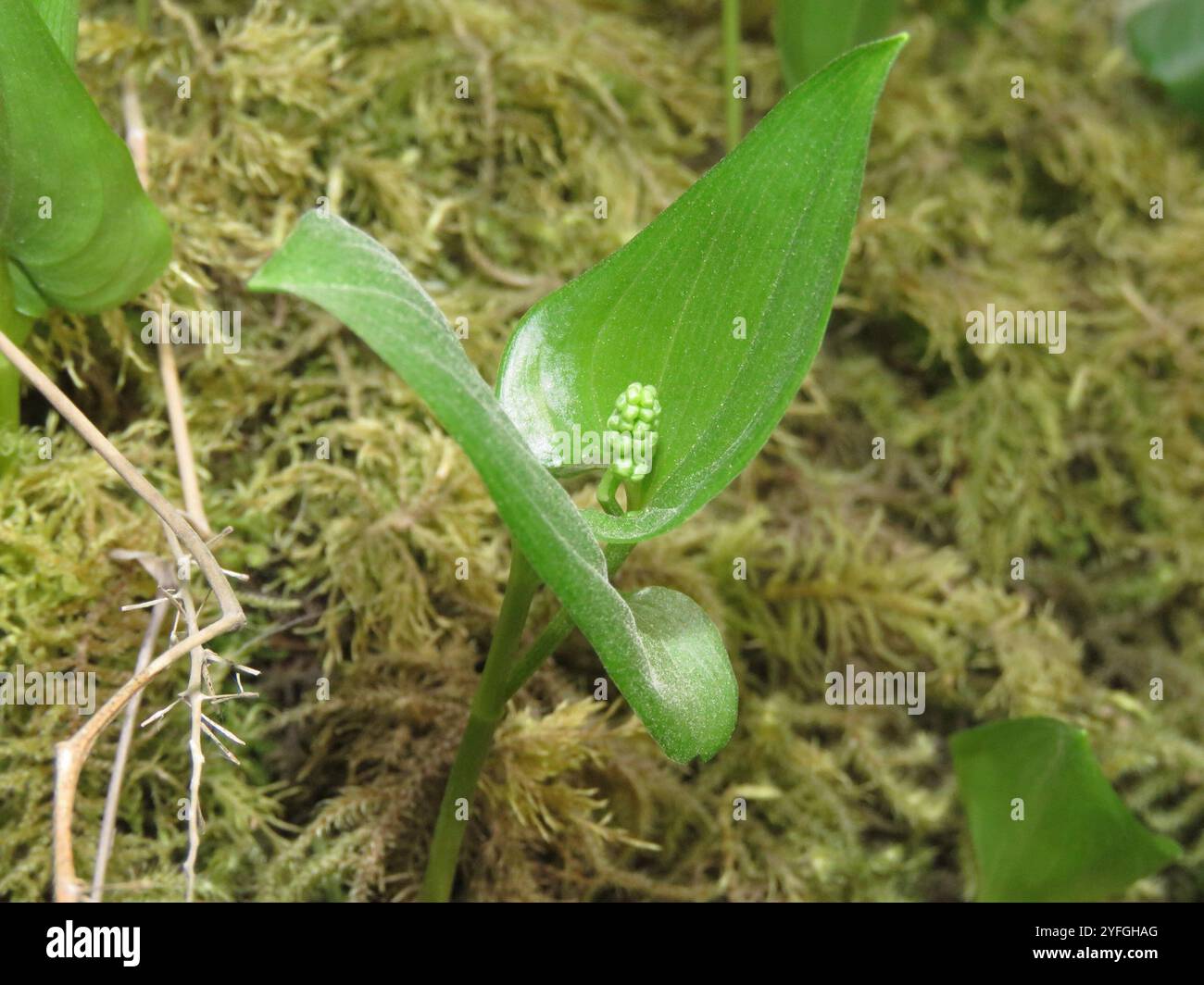 Western Lily of the Valley (Maianthemum dilatatum Stock Photo - Alamy