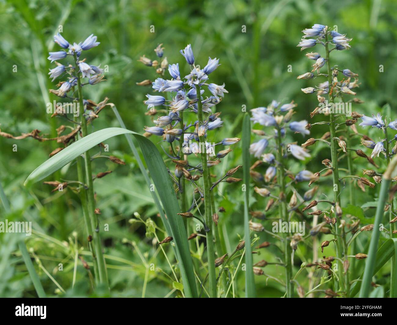 Spanish Bluebell (Hyacinthoides hispanica Stock Photo - Alamy