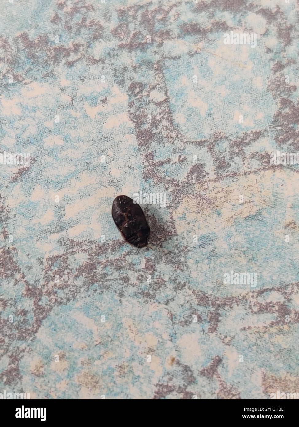 Skin Beetles (Dermestidae Stock Photo - Alamy