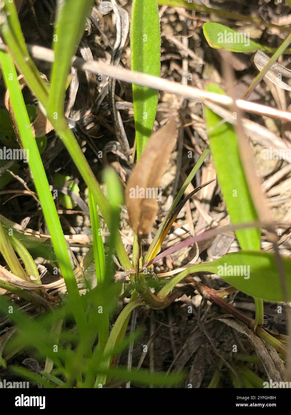 Lance-leaved Coreopsis (Coreopsis lanceolata Stock Photo - Alamy