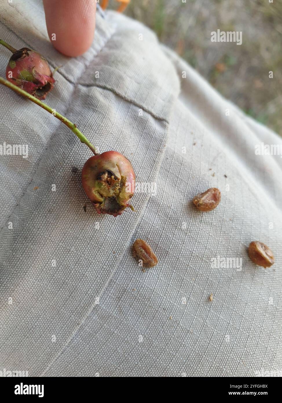 Brainerd's Hawthorn (Crataegus brainerdii Stock Photo - Alamy