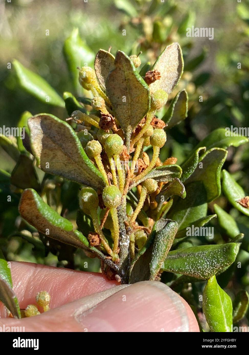 rusty staggerbush (Lyonia ferruginea Stock Photo - Alamy