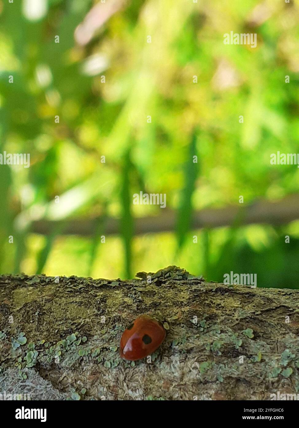 Two-spotted Lady Beetle (Adalia bipunctata Stock Photo - Alamy