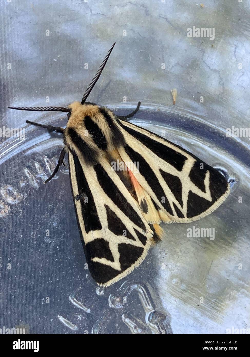 Charlotte's Tiger Moth (Apantesis carlotta Stock Photo - Alamy