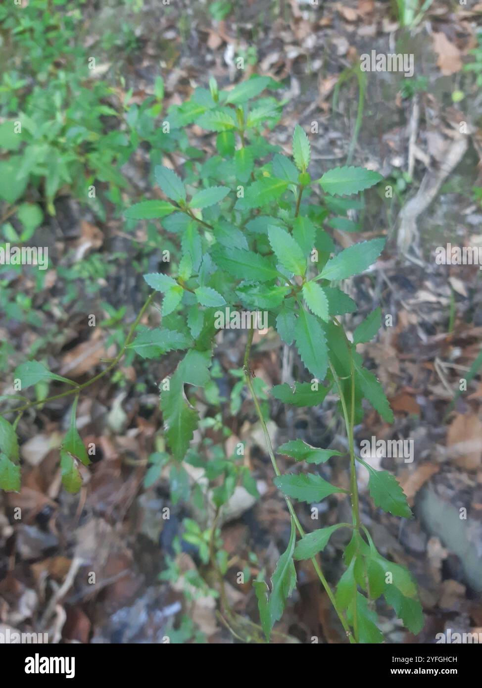 Shrubby Haloragis (Haloragis erecta Stock Photo - Alamy