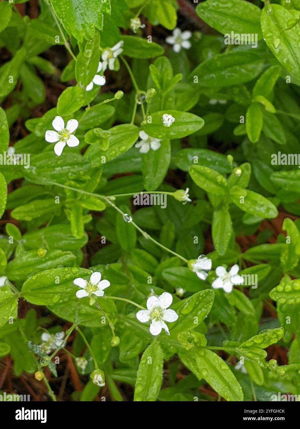 bluntleaf sandwort (Moehringia lateriflora Stock Photo - Alamy