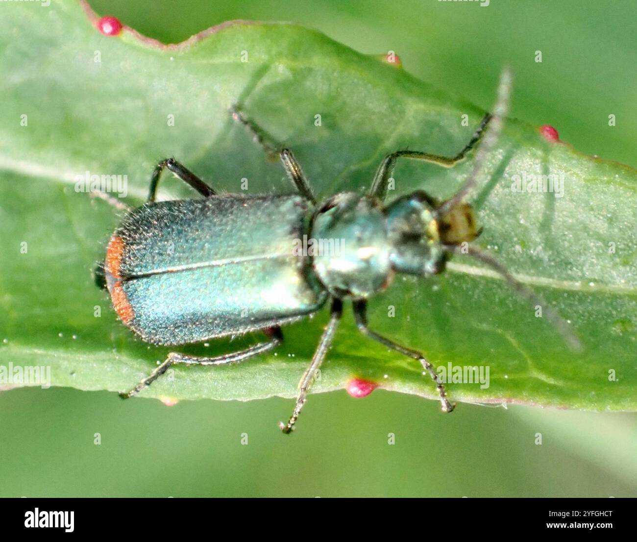 Common Malachite-beetle (Malachius bipustulatus Stock Photo - Alamy