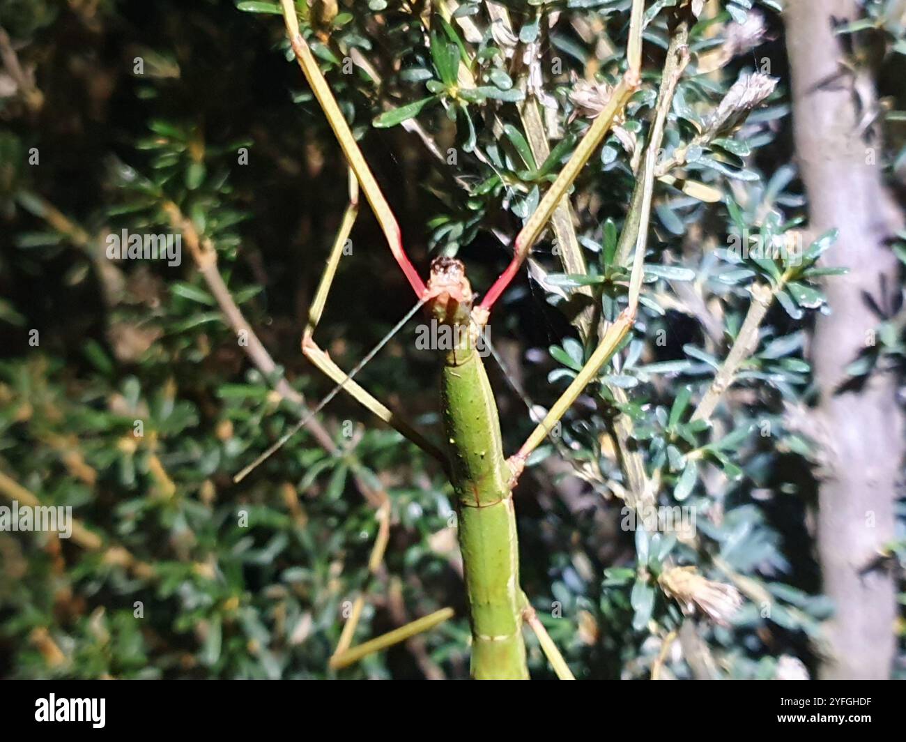 Acanthoxyla hi-res stock photography and images - Alamy