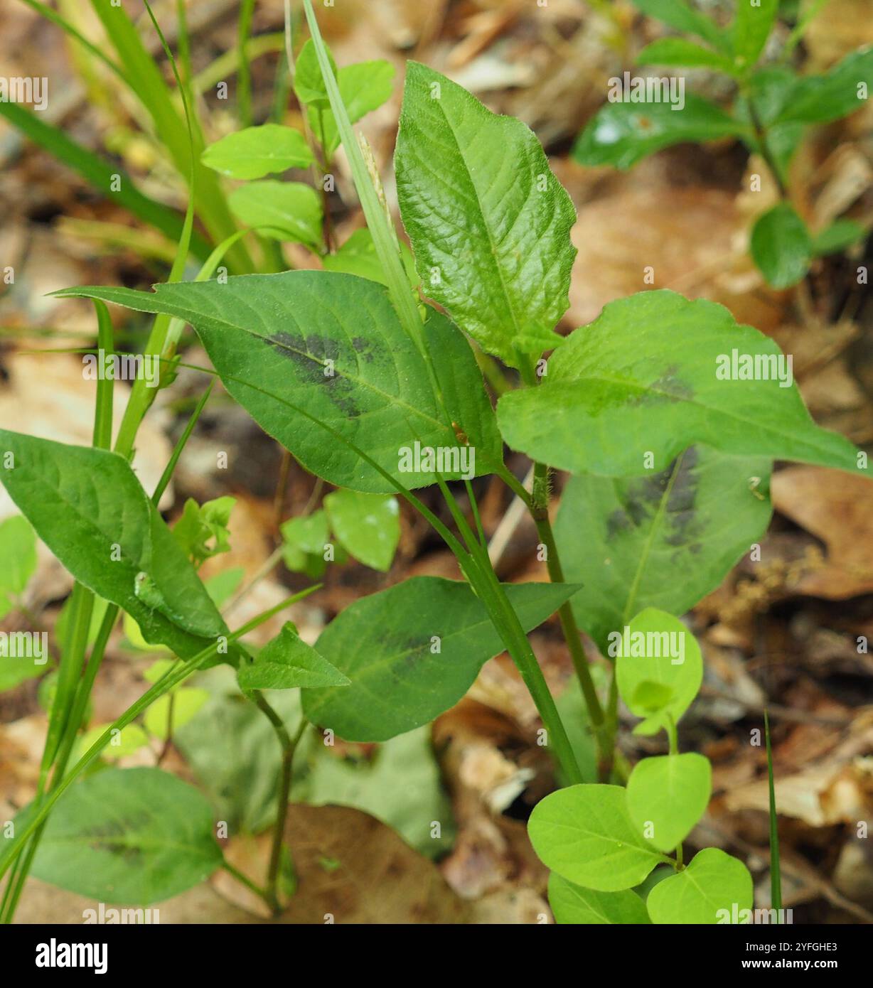 American jumpseed (Persicaria virginiana Stock Photo - Alamy