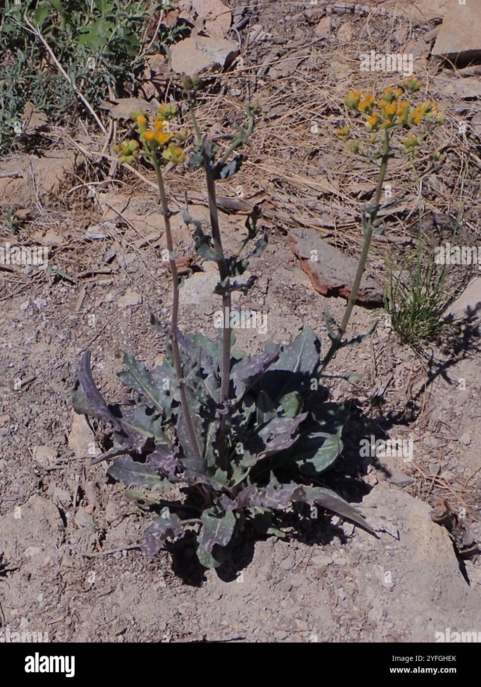 rayless ragwort (Senecio aronicoides Stock Photo - Alamy