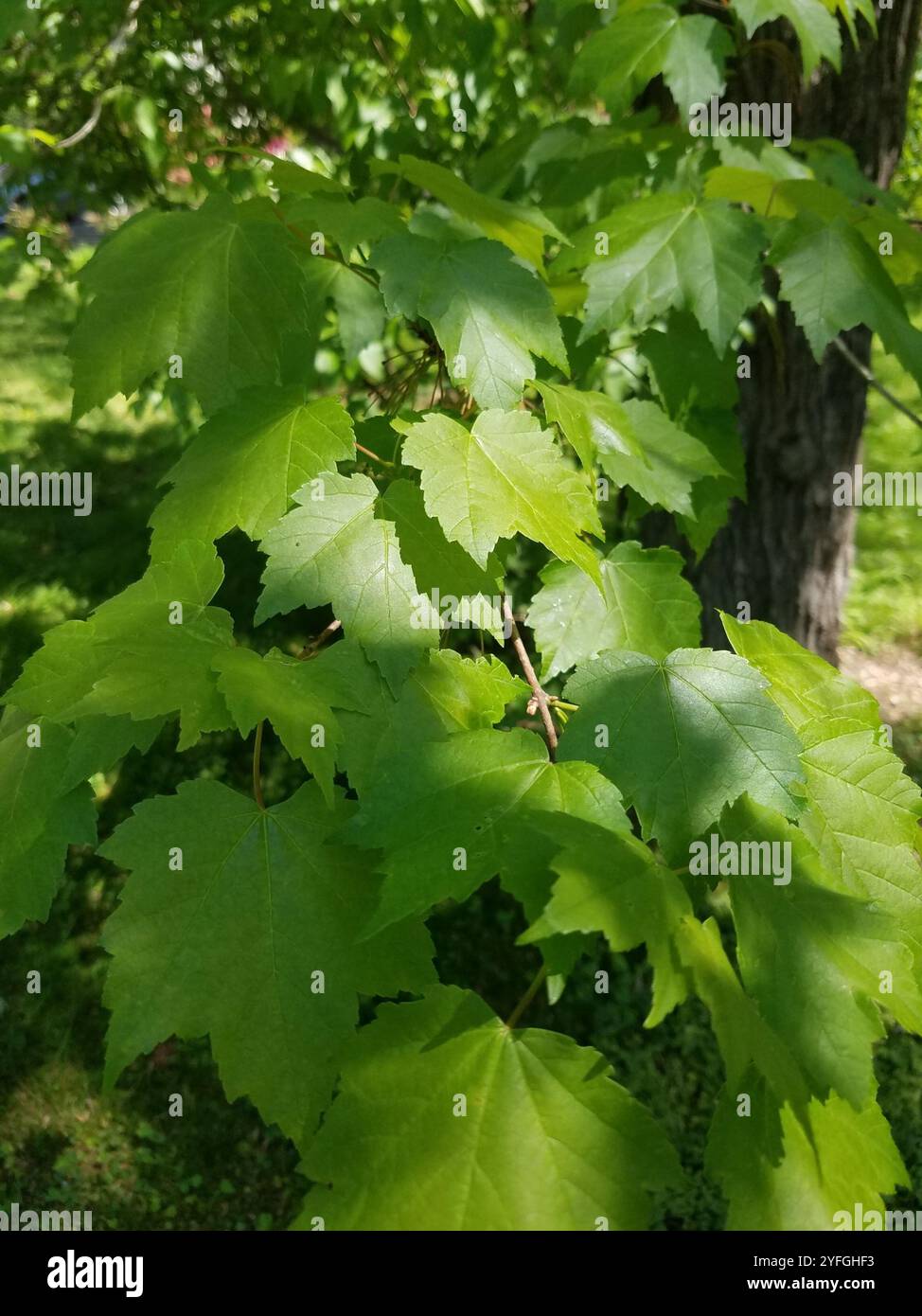 red maple (Acer rubrum Stock Photo - Alamy