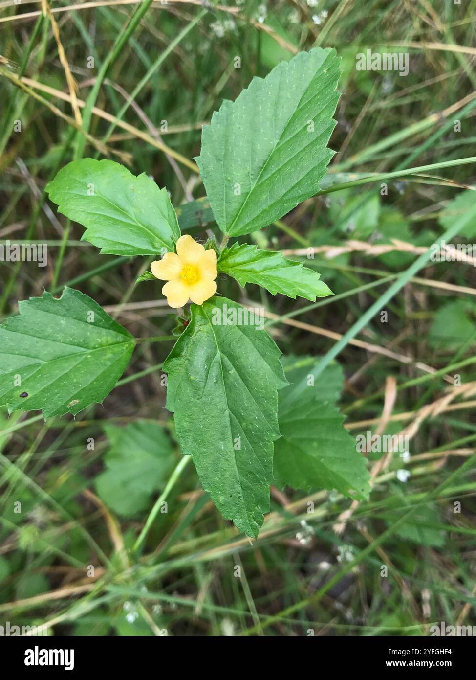 three-lobe false mallow (Malvastrum coromandelianum Stock Photo - Alamy