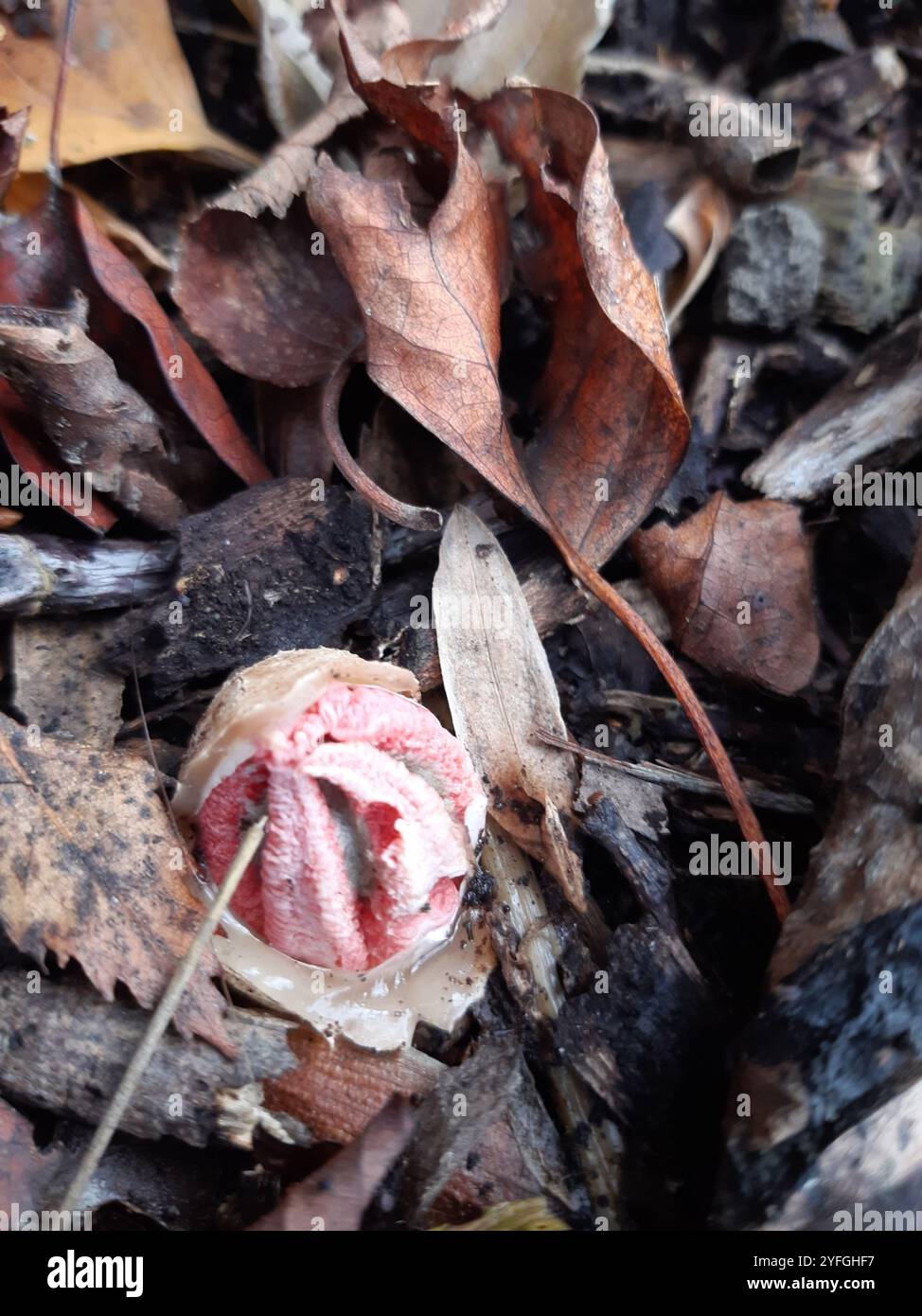 stinkhorns and allies (Phallales Stock Photo - Alamy
