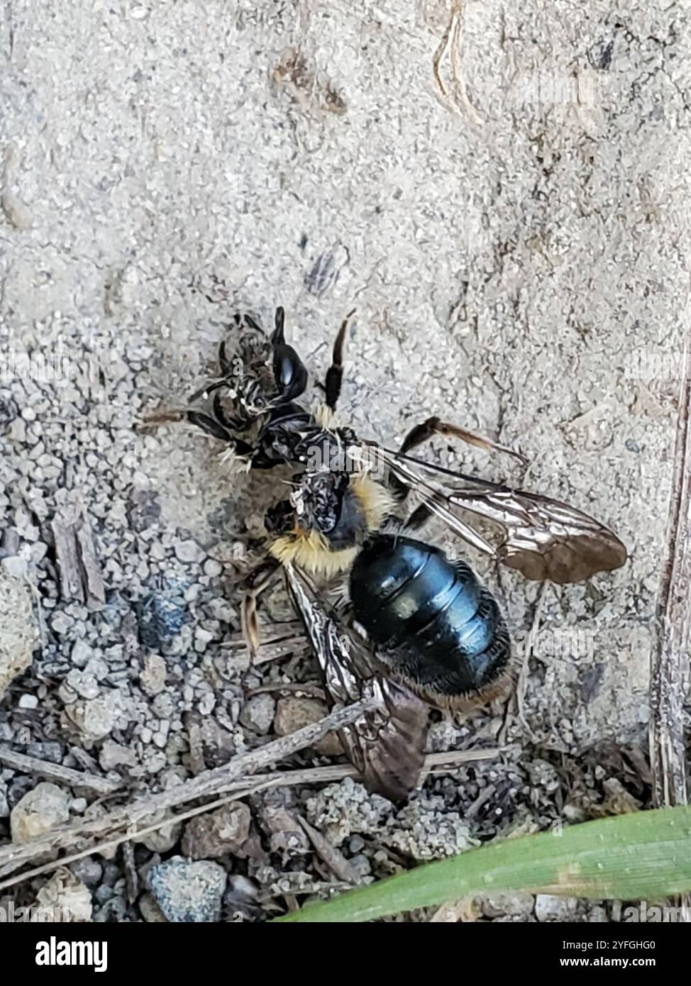 Mining Bees (Andrena Stock Photo - Alamy