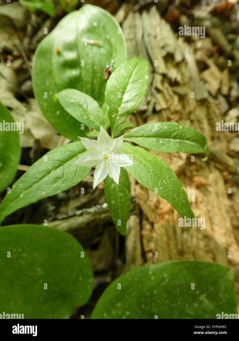 northern starflower (Lysimachia borealis Stock Photo - Alamy
