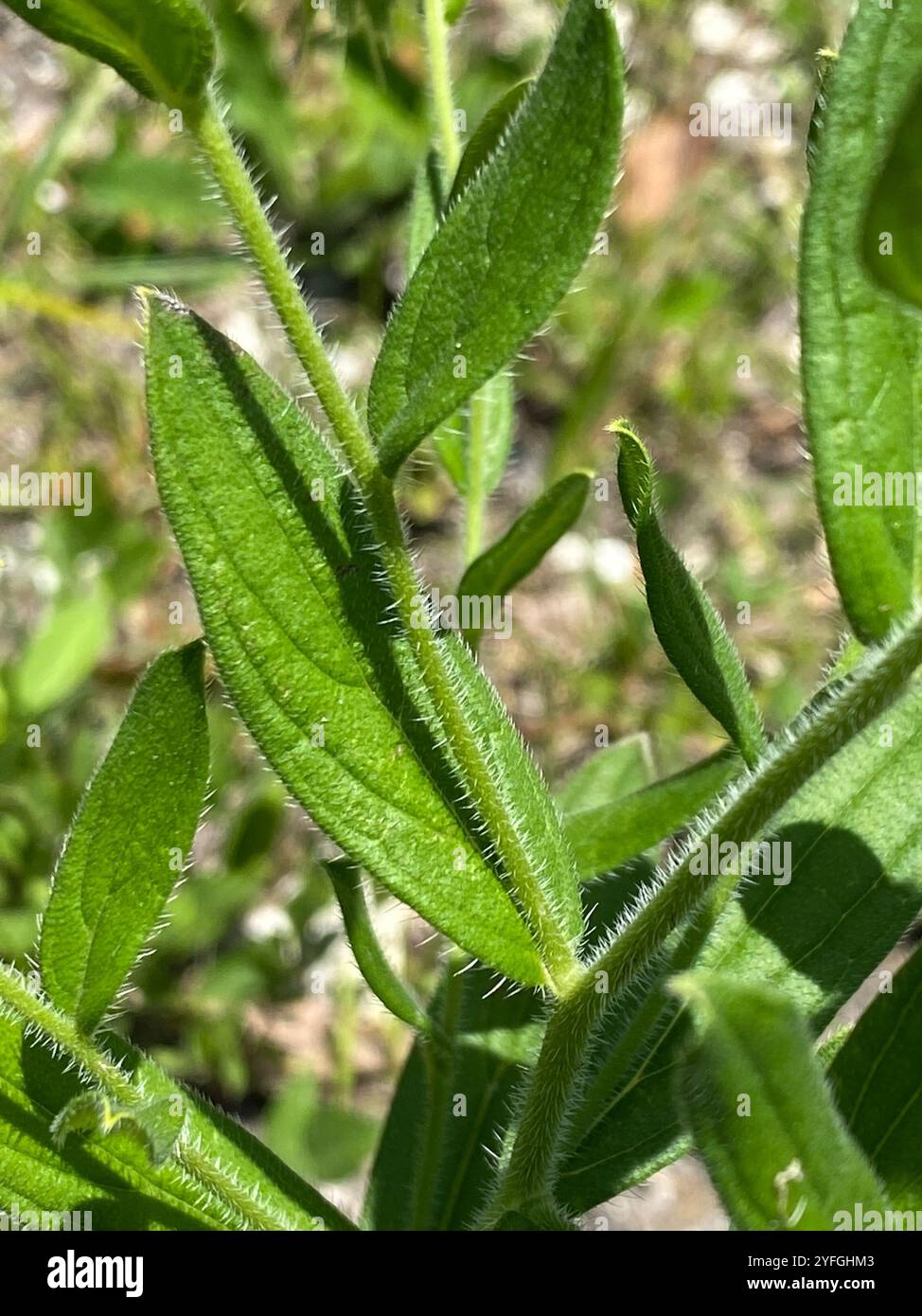 Marbleseed hi-res stock photography and images - Alamy
