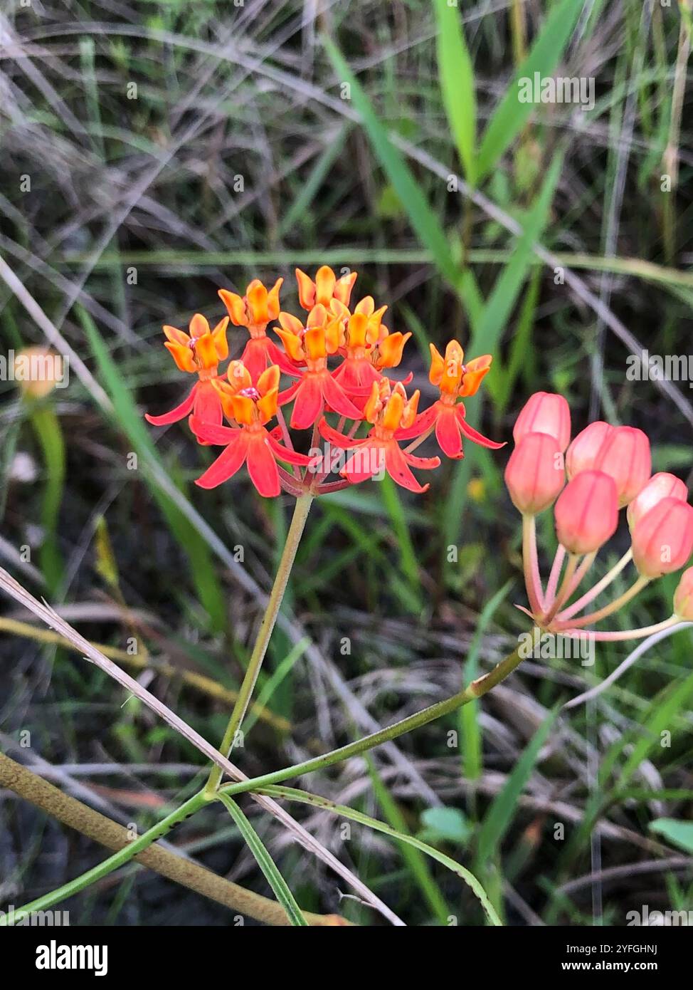 Asclepias lanceolata hi-res stock photography and images - Alamy