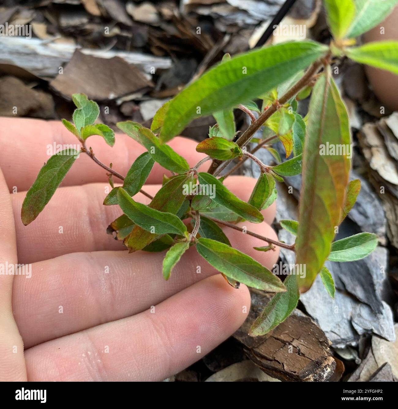 Slender Three-seeded Mercury (Acalypha gracilens Stock Photo - Alamy