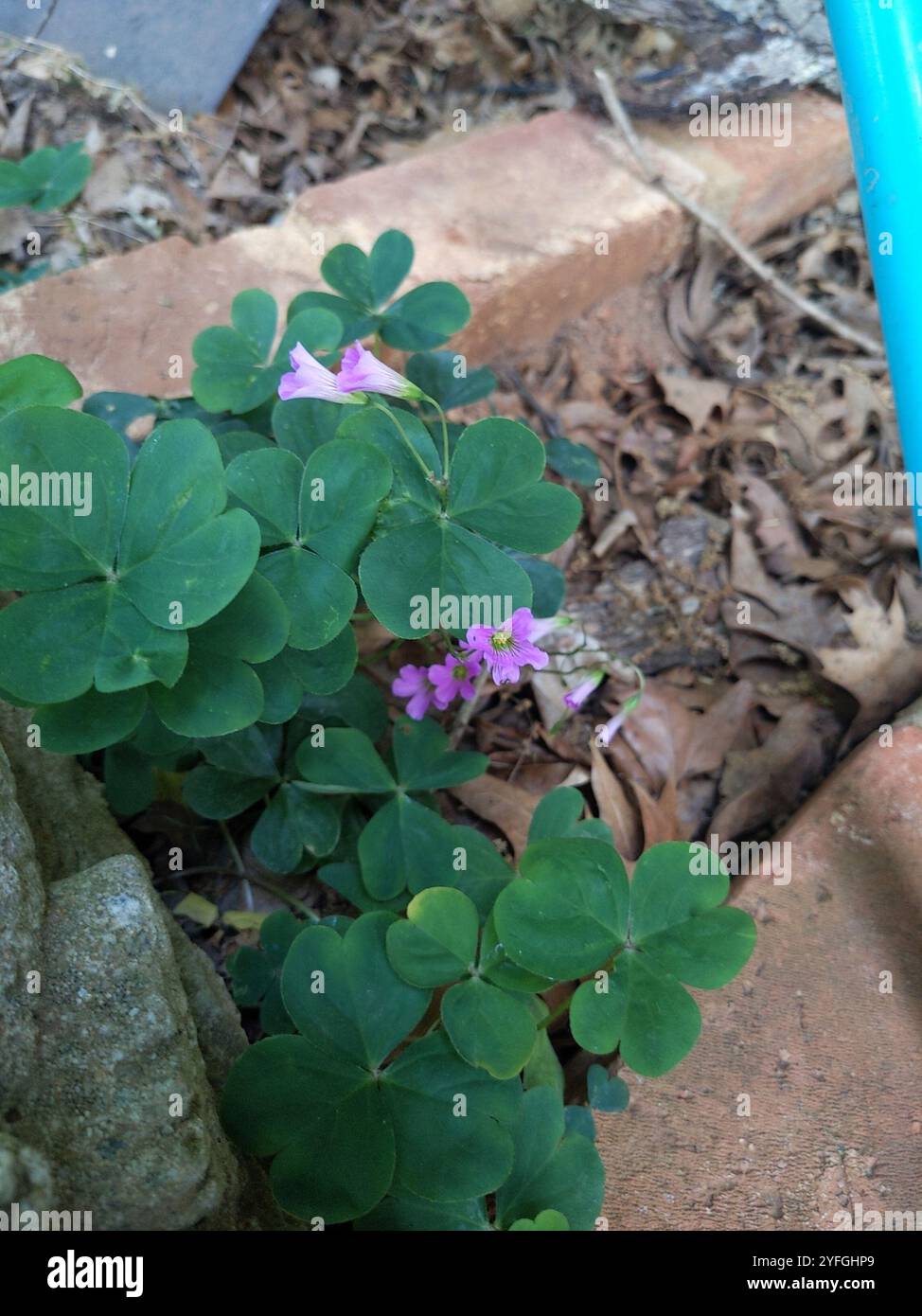 Largeflower pink-sorrel (Oxalis debilis Stock Photo - Alamy