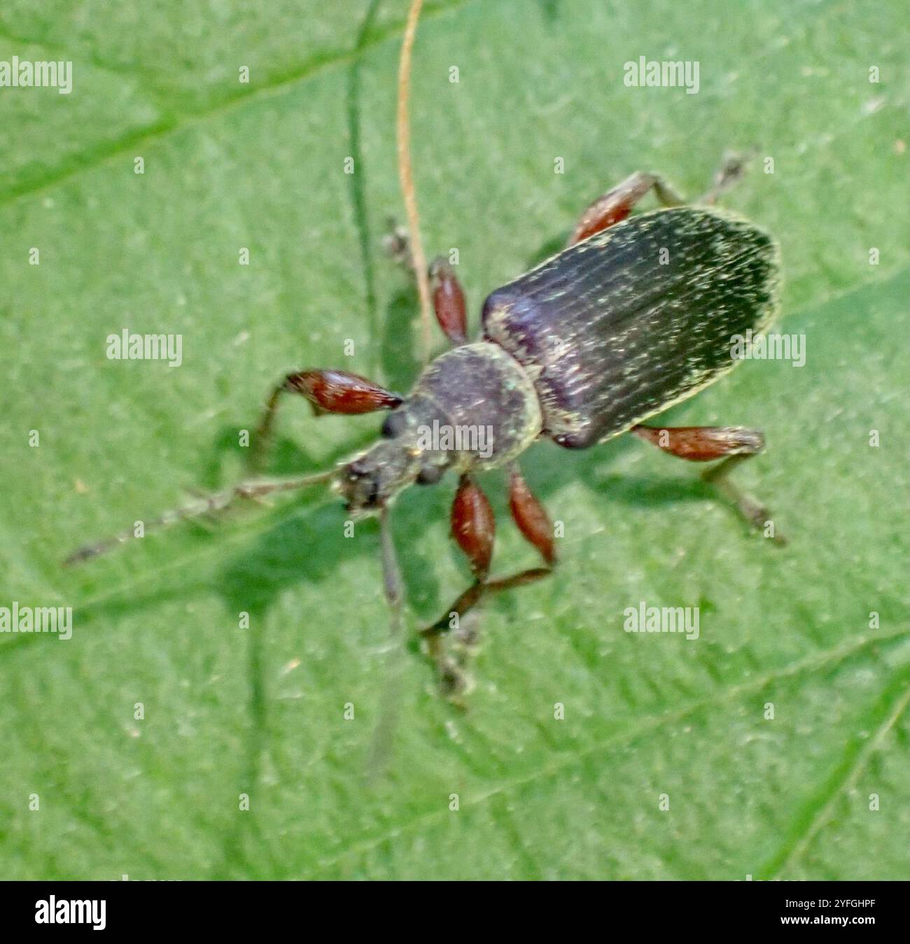Nettle weevil (Phyllobius pomaceus Stock Photo - Alamy