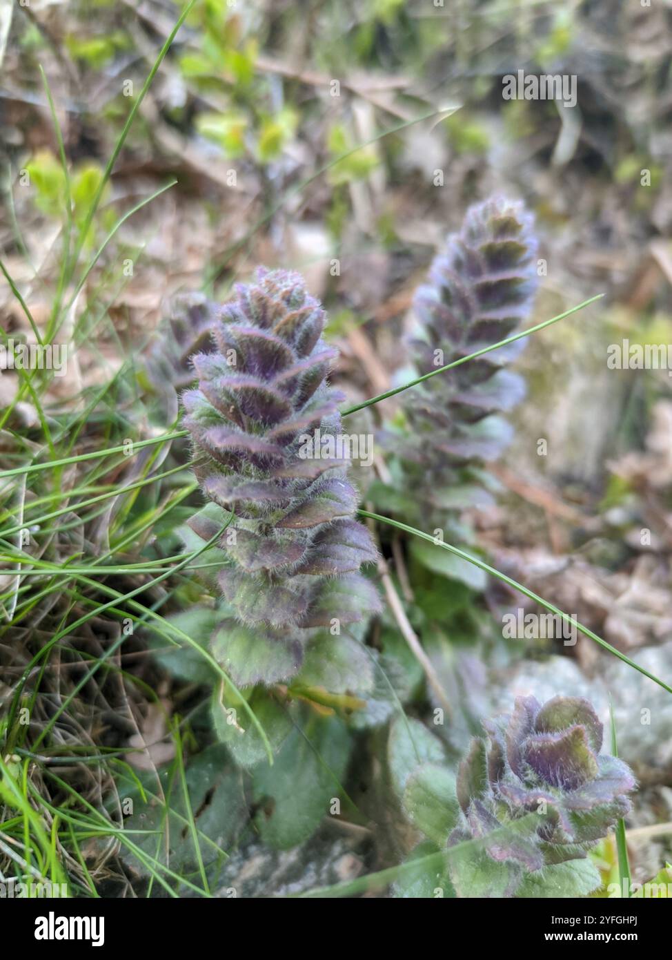 Pyramidal Bugle (Ajuga pyramidalis Stock Photo - Alamy