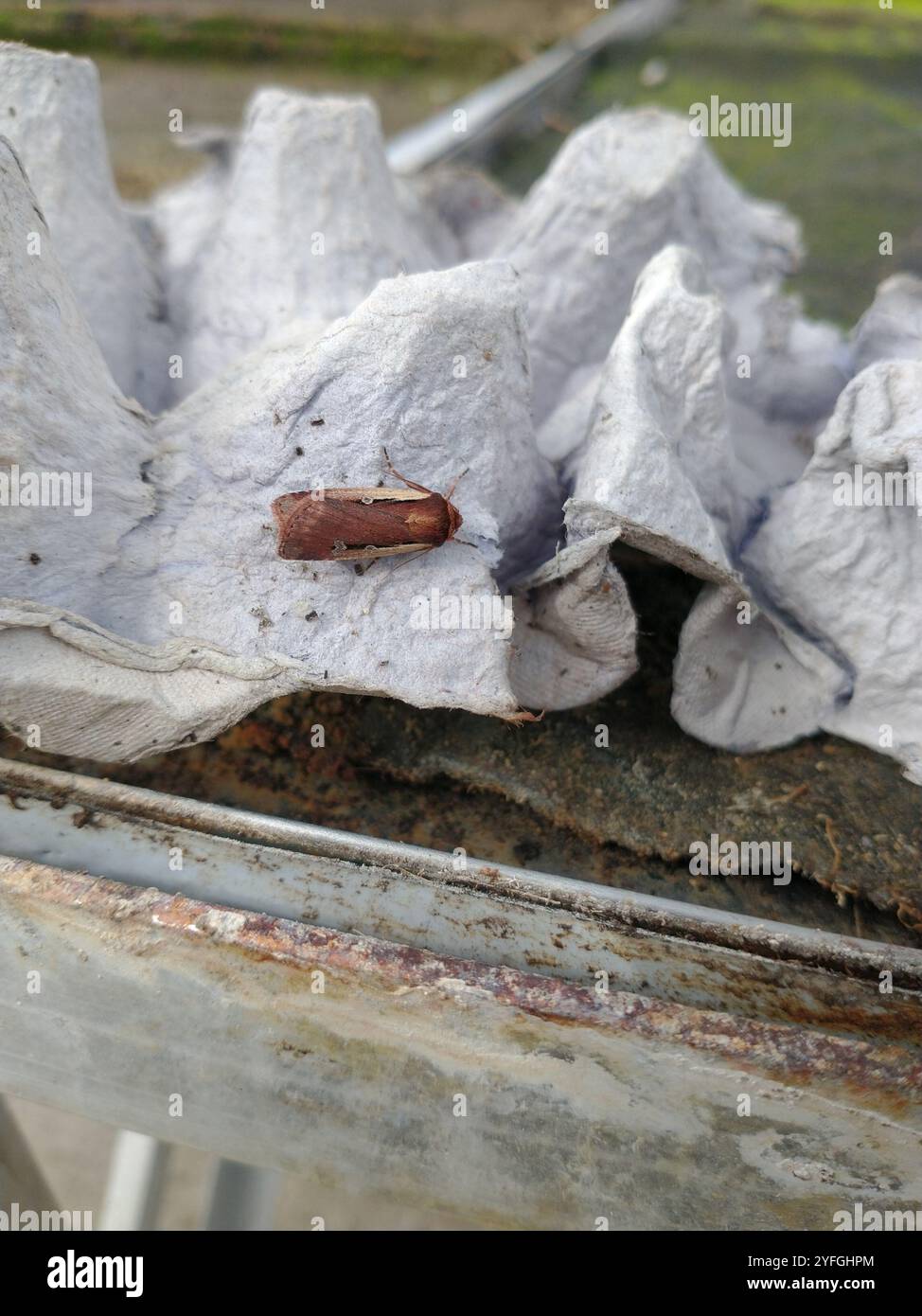 Flame Shoulder Moth (Ochropleura plecta Stock Photo - Alamy