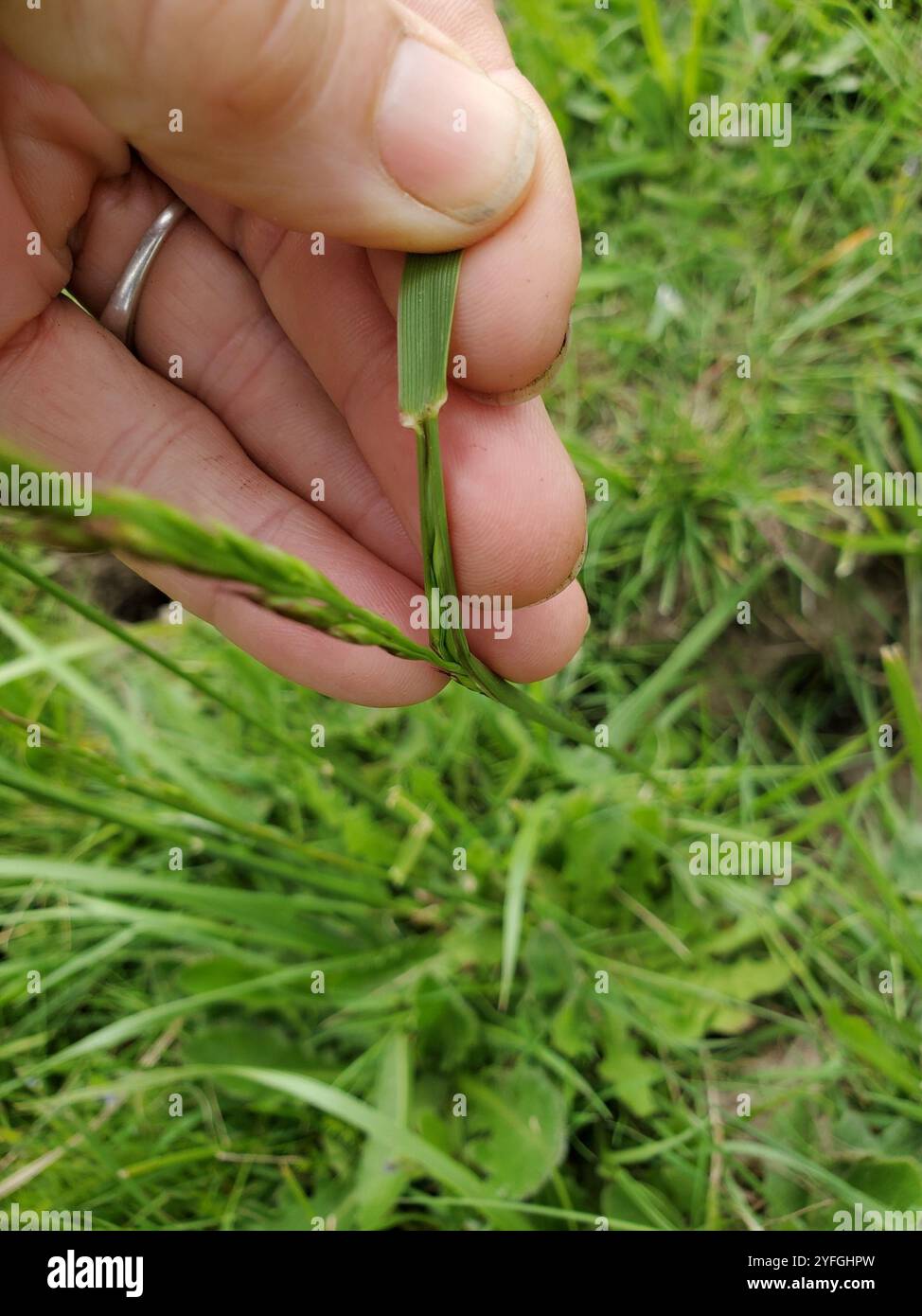 tall fescue (Lolium arundinaceum Stock Photo - Alamy