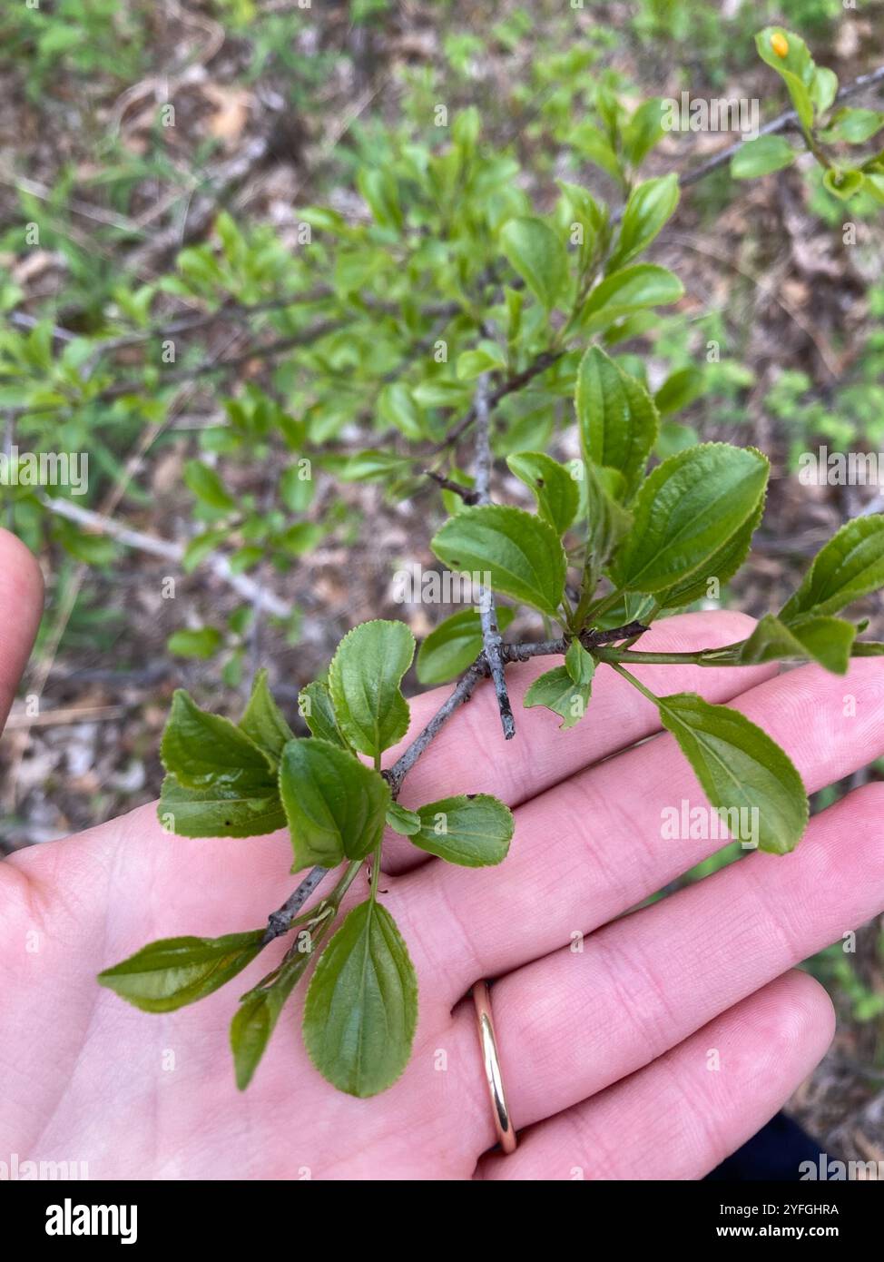 common buckthorn (Rhamnus cathartica Stock Photo - Alamy
