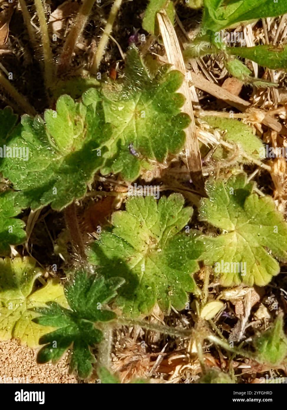 Dove's-foot crane's-bill (Geranium molle Stock Photo - Alamy