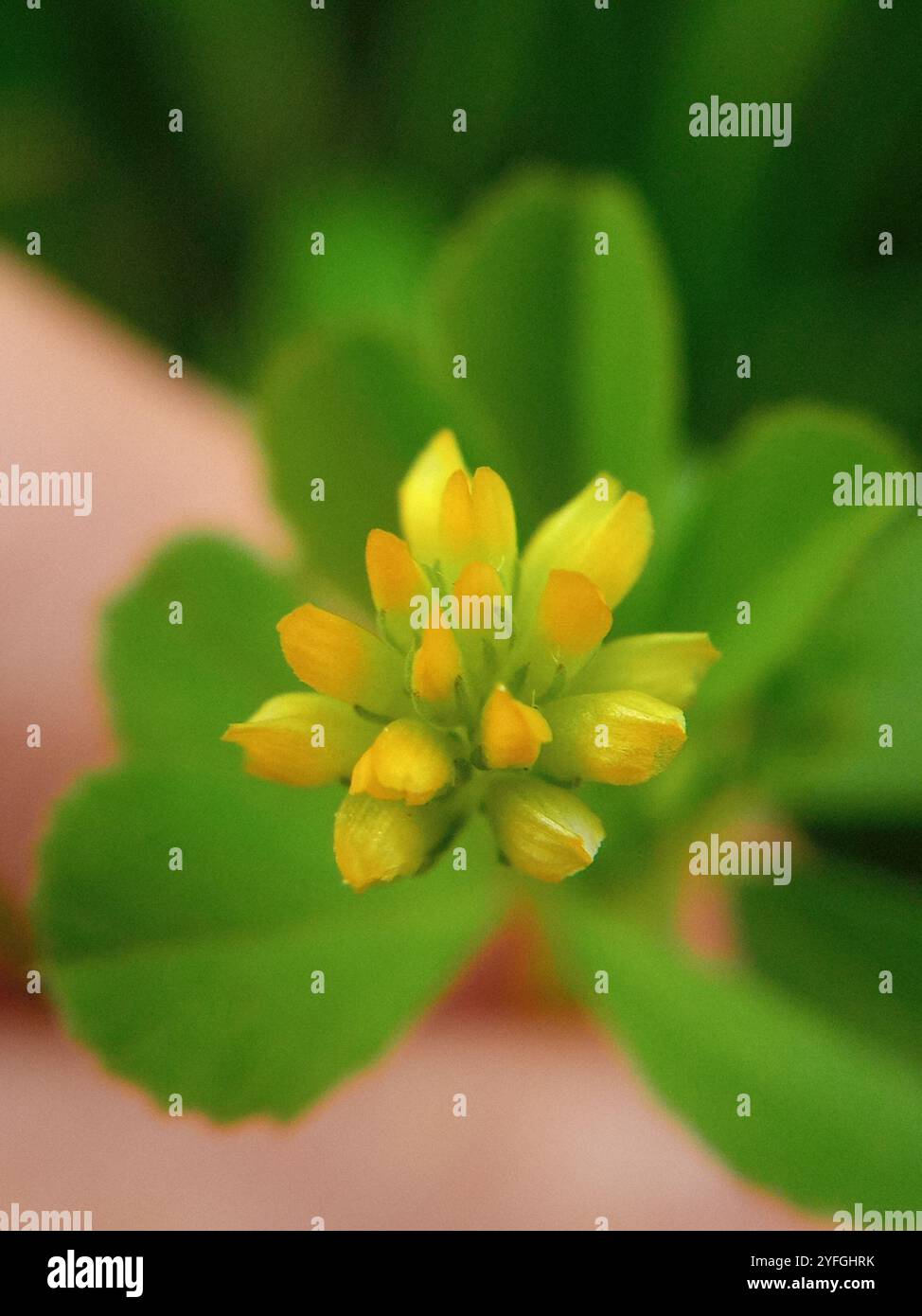 Lesser hop trefoil (Trifolium dubium Stock Photo - Alamy