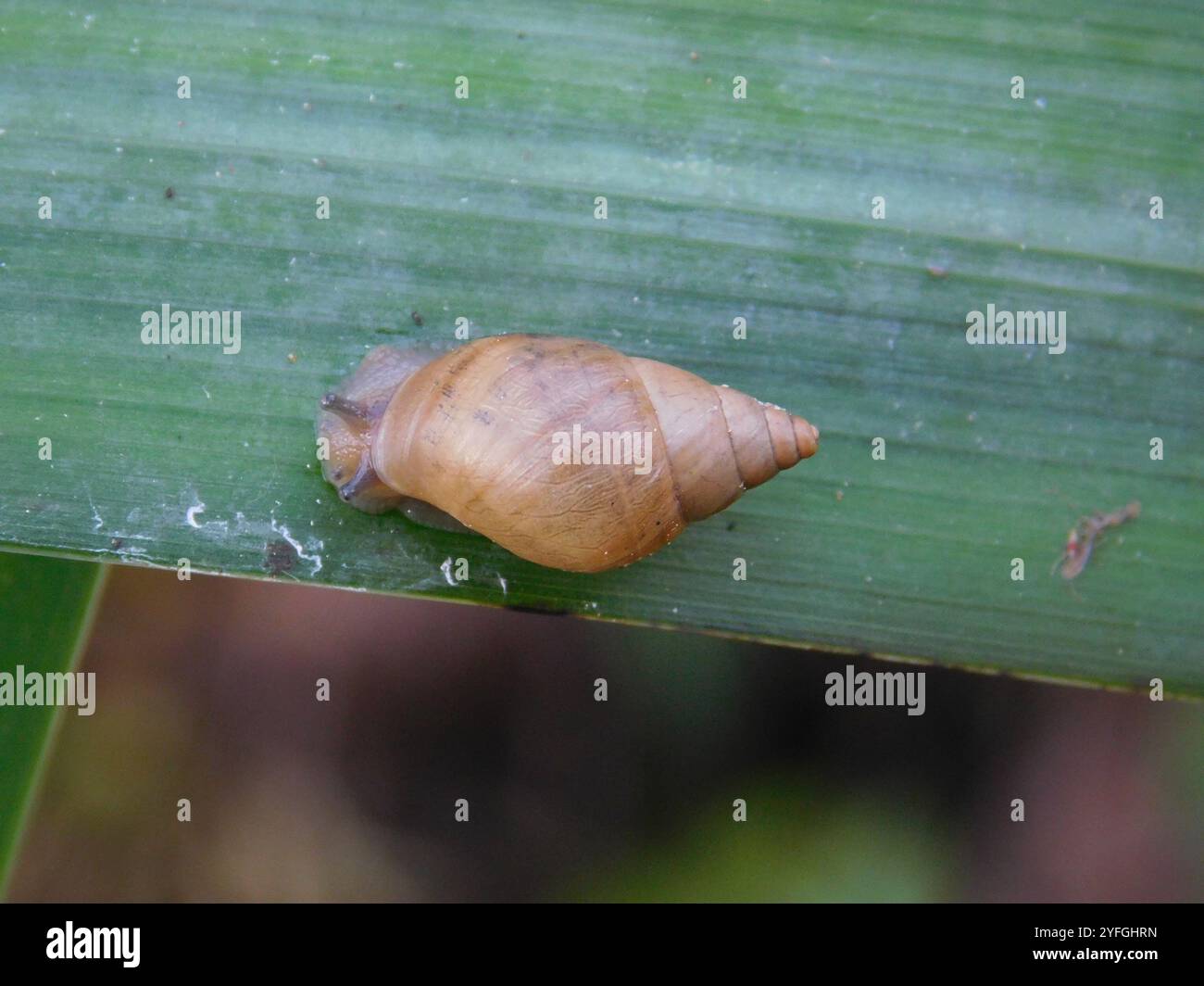Ghost Bulimulus (Bulimulus bonariensis Stock Photo - Alamy