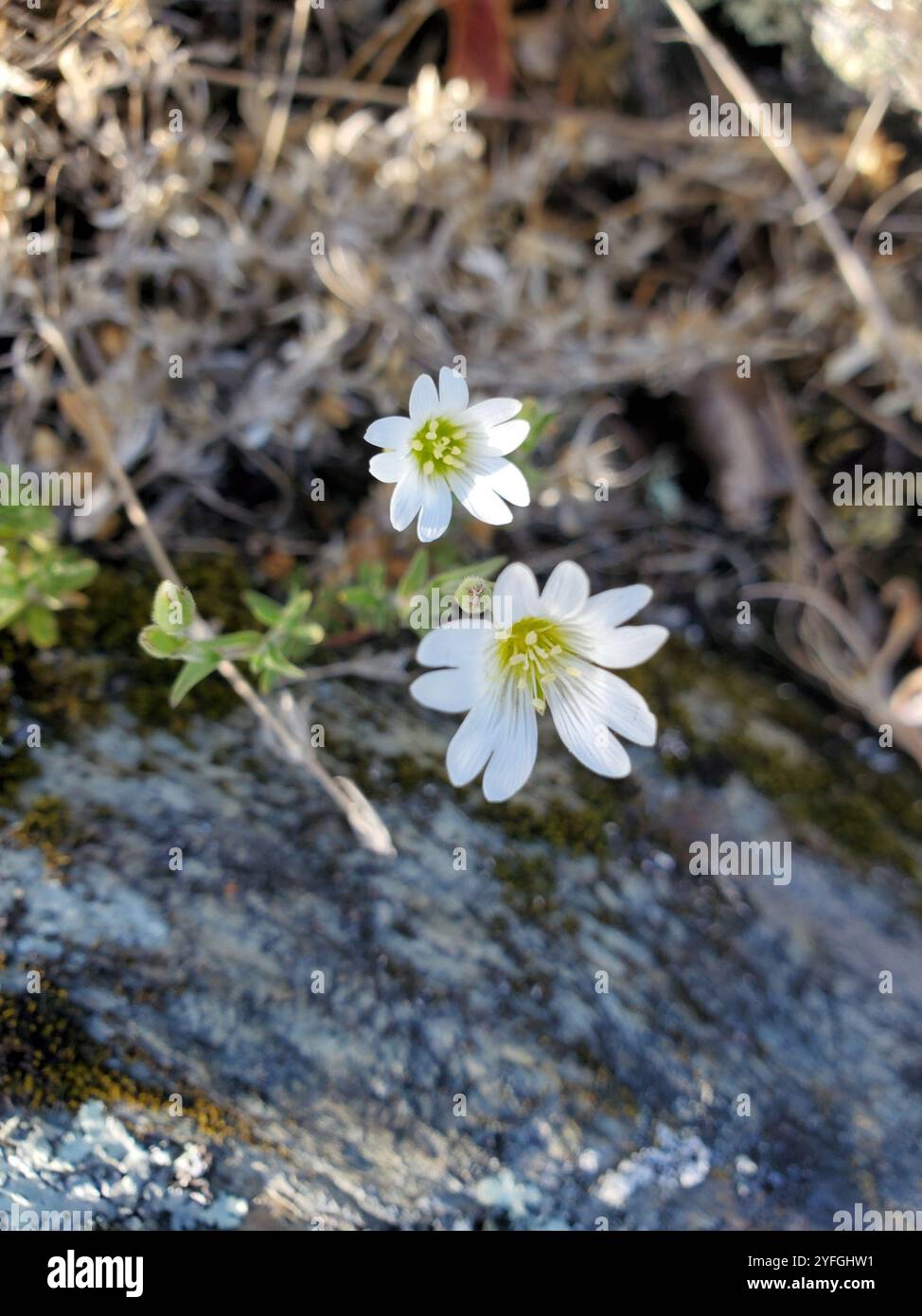 field chickweed (Cerastium arvense Stock Photo - Alamy