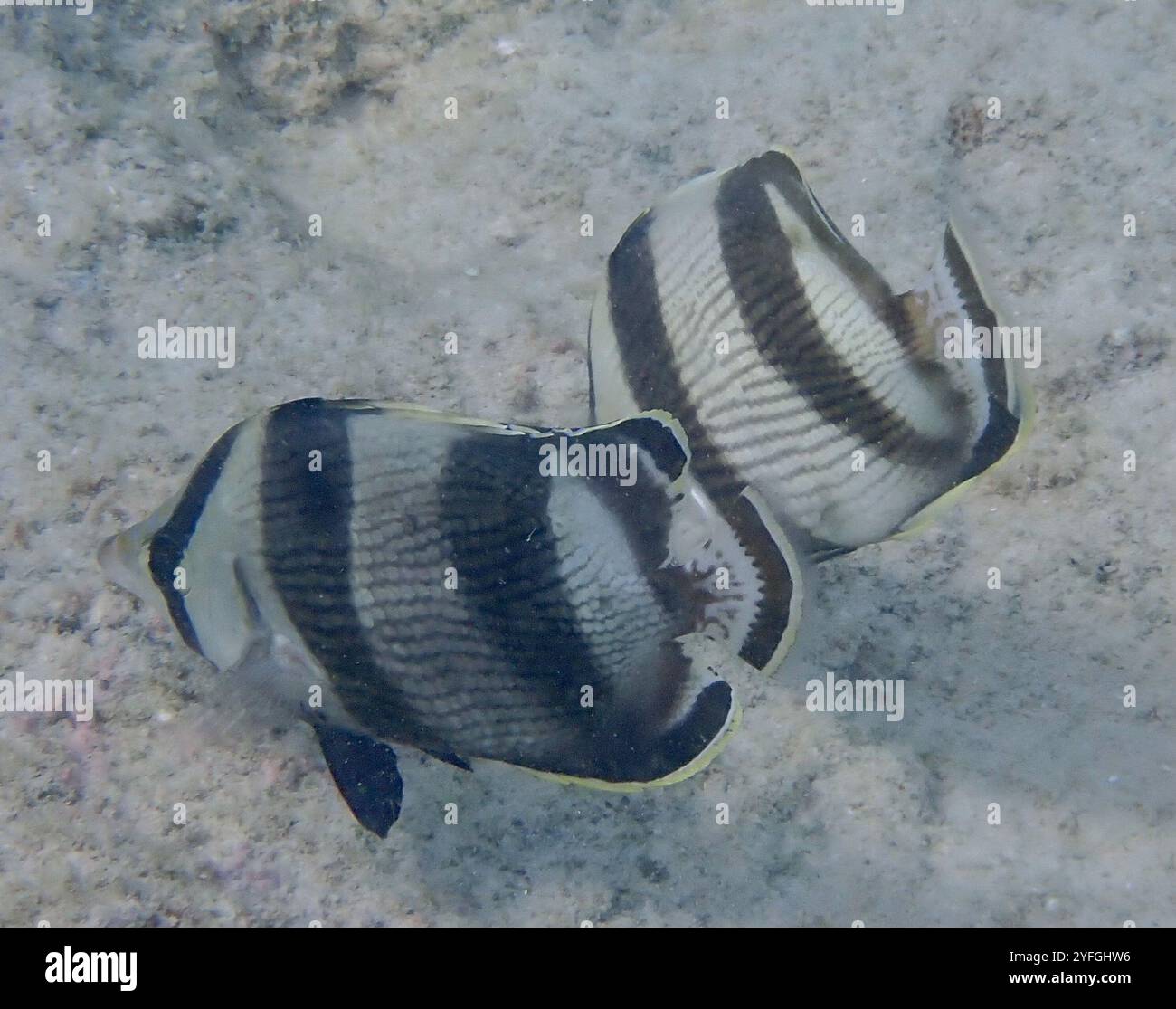 Banded Butterflyfish (Chaetodon striatus Stock Photo - Alamy