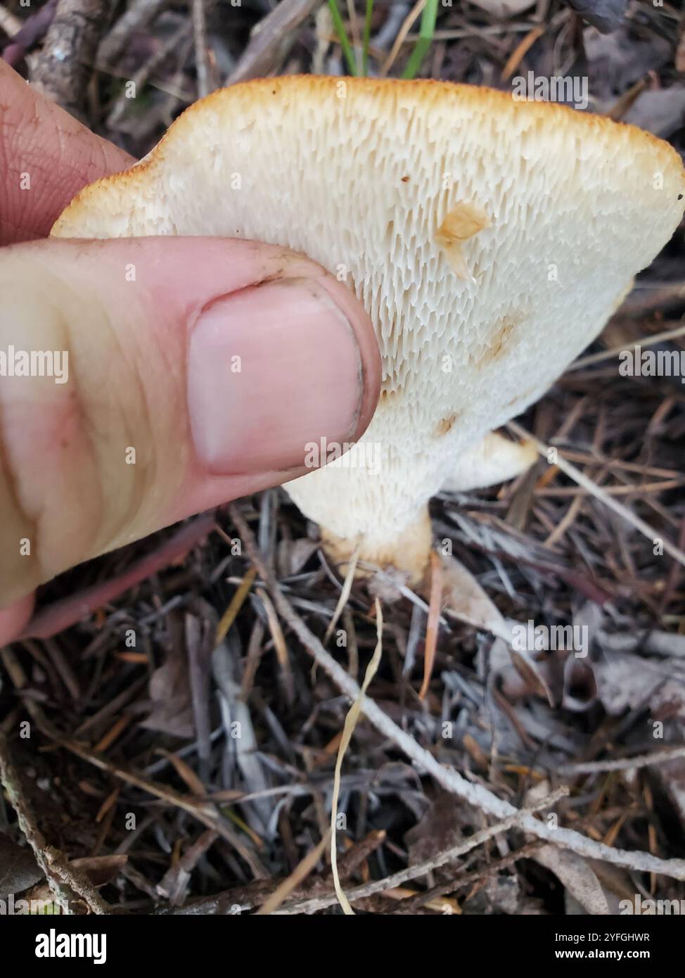 Polyporus tuberaster hi-res stock photography and images - Alamy