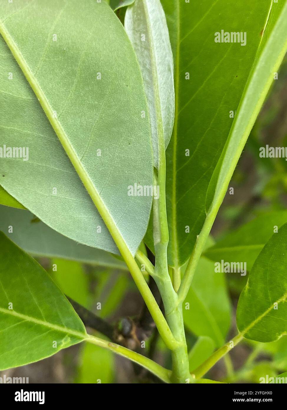 Northern Sweetbay (Magnolia virginiana virginiana Stock Photo - Alamy
