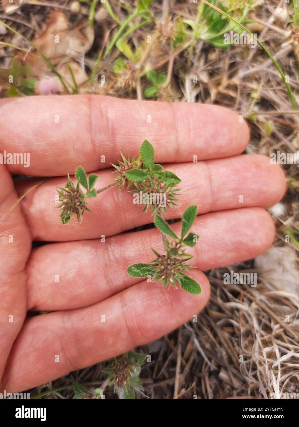 Rough Clover (Trifolium scabrum Stock Photo - Alamy