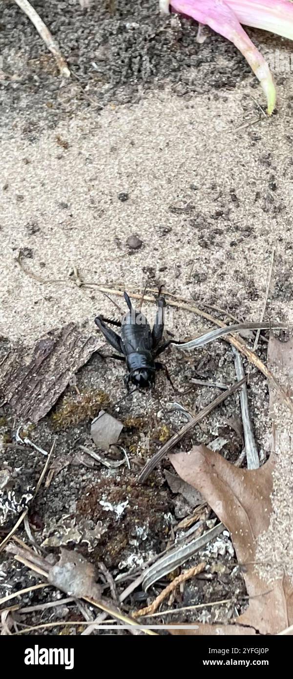 Spring Field Cricket (Gryllus veletis Stock Photo - Alamy